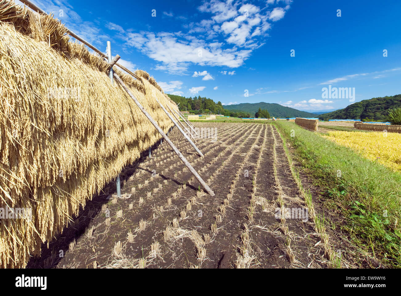 Riz récolté Banque de photographies et d’images à haute résolution - Alamy