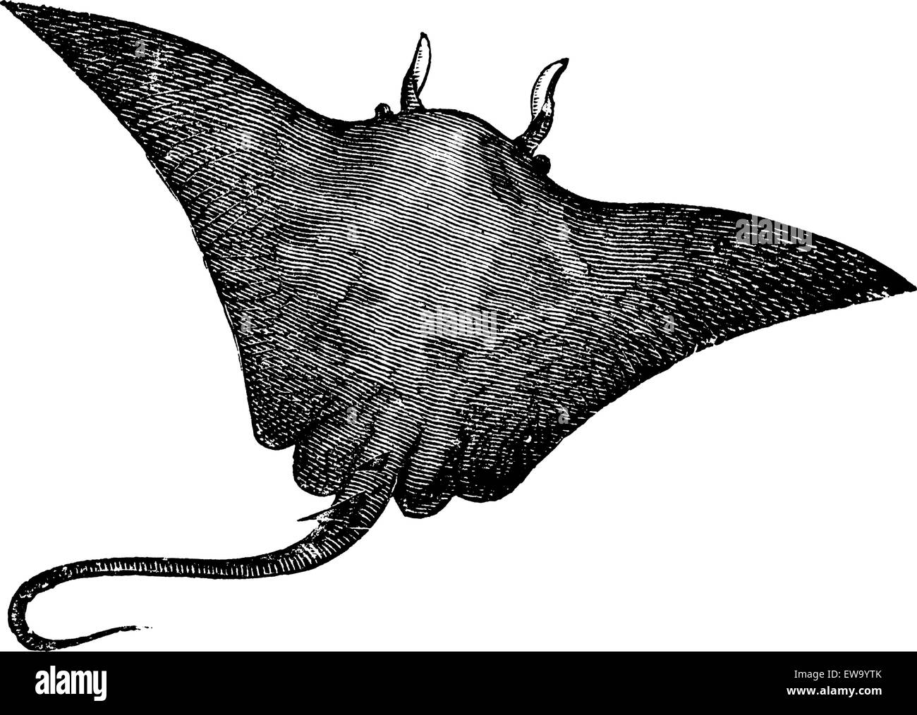 Manta Ray, devilfish, Manta birostris ou Cephalopterus vampyrus ray ...