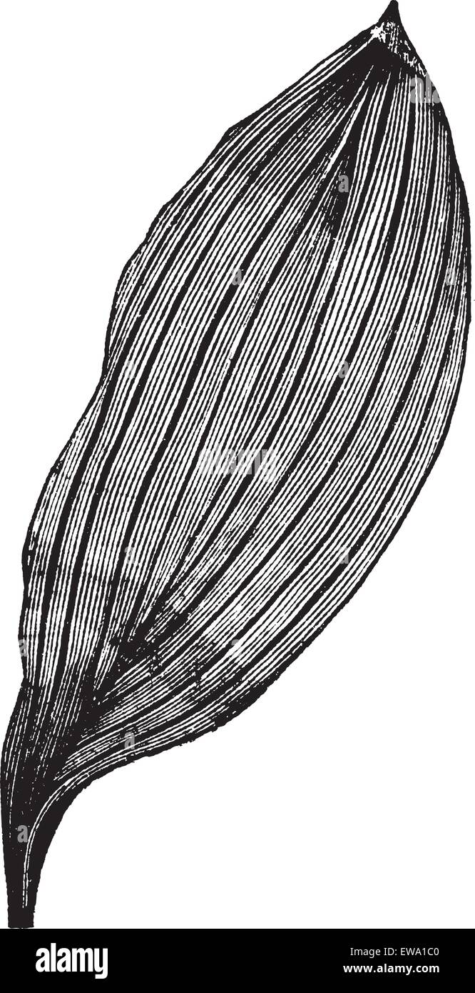 Nervation parallèle Leaf, gravure d'époque. Gravée ancienne ...