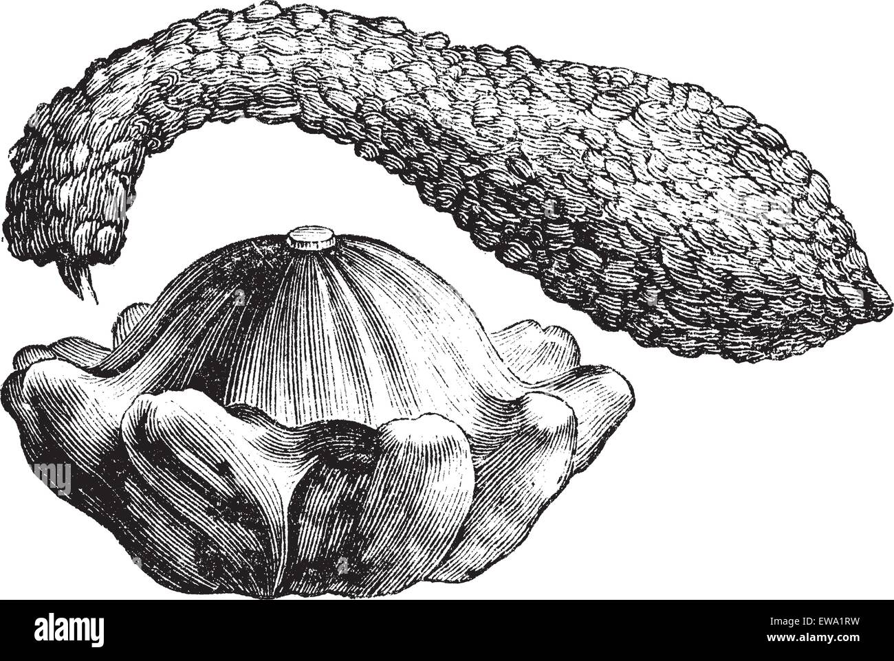 La calebasse africaine Banque d'images vectorielles - Alamy