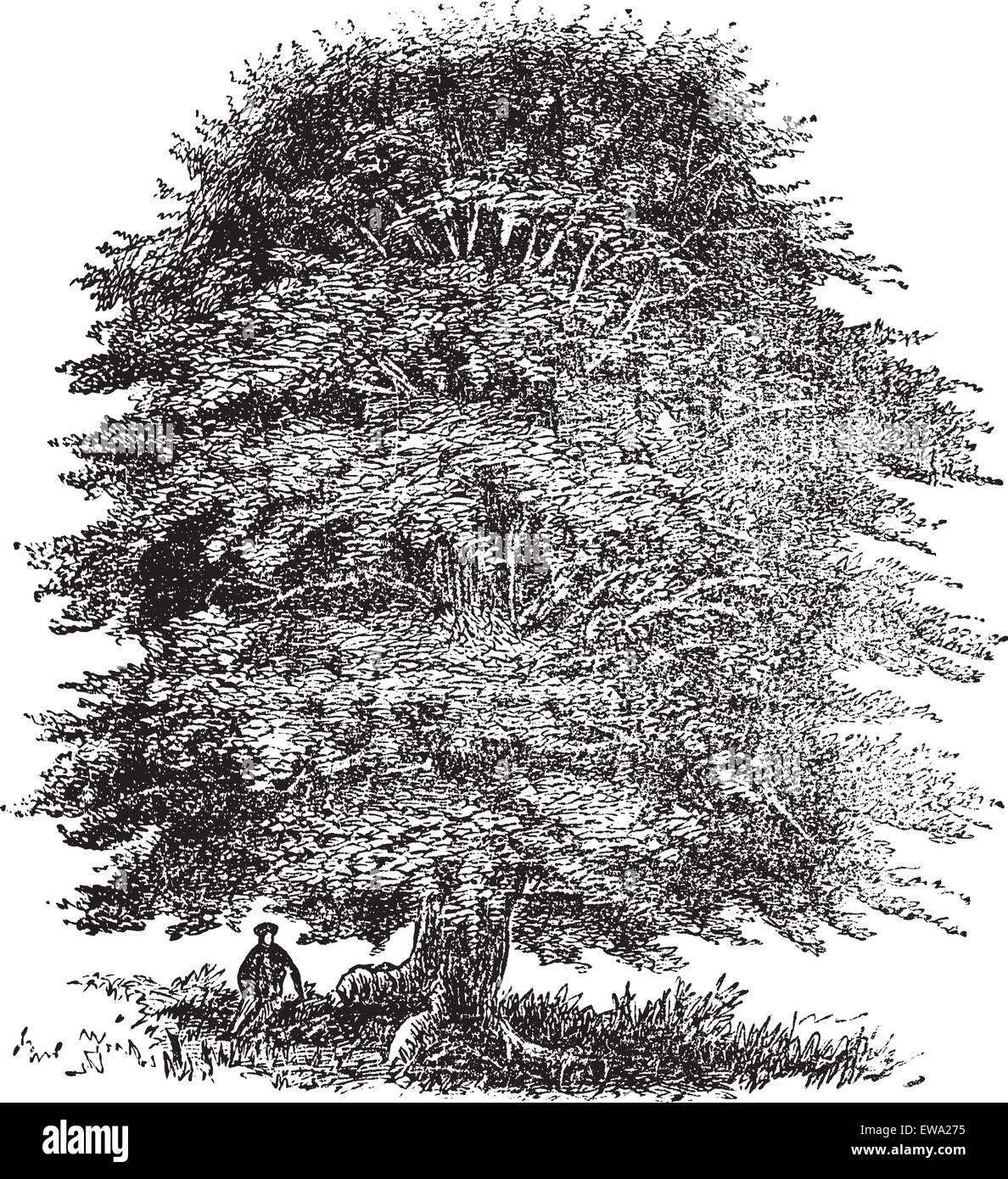 Arbre gravure Banque de photographies et d’images à haute résolution ...