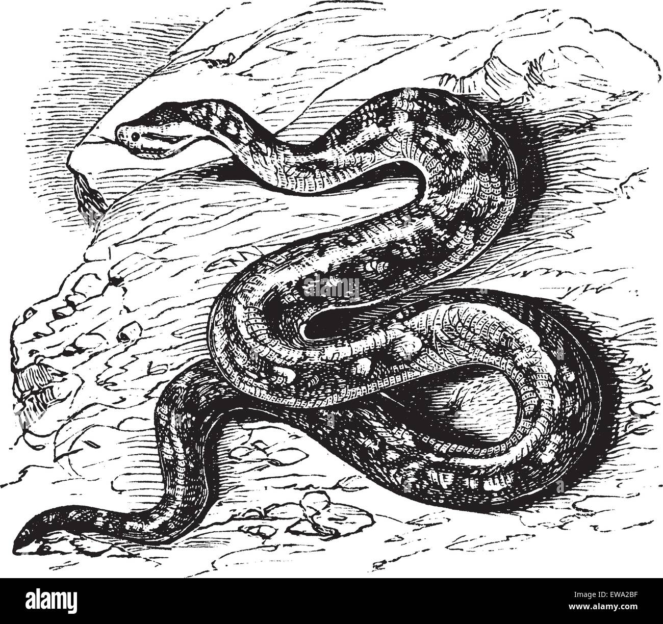 Python africain sud Banque d'images vectorielles - Alamy