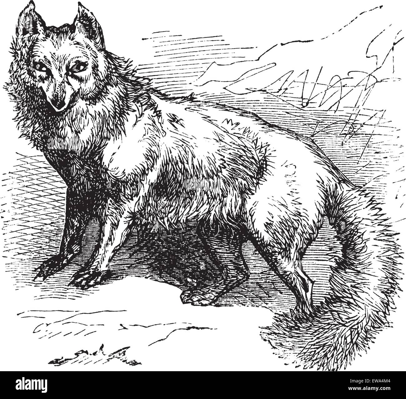 Le renard arctique ou Vulpes lagopus ou Alopex lagopus ou Canis lagopus ...