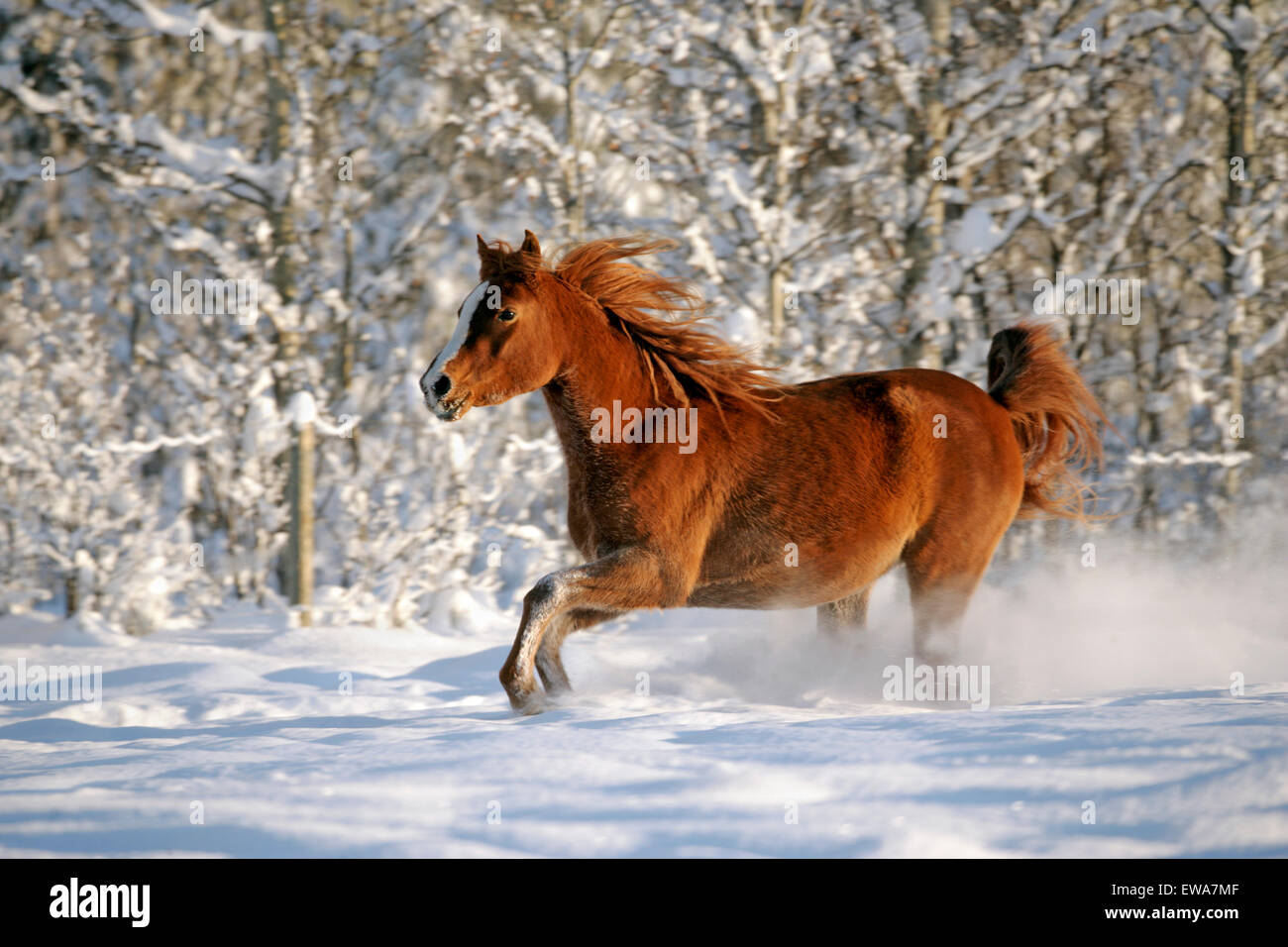 La neige des chevaux Banque de photographies et d’images à haute ...