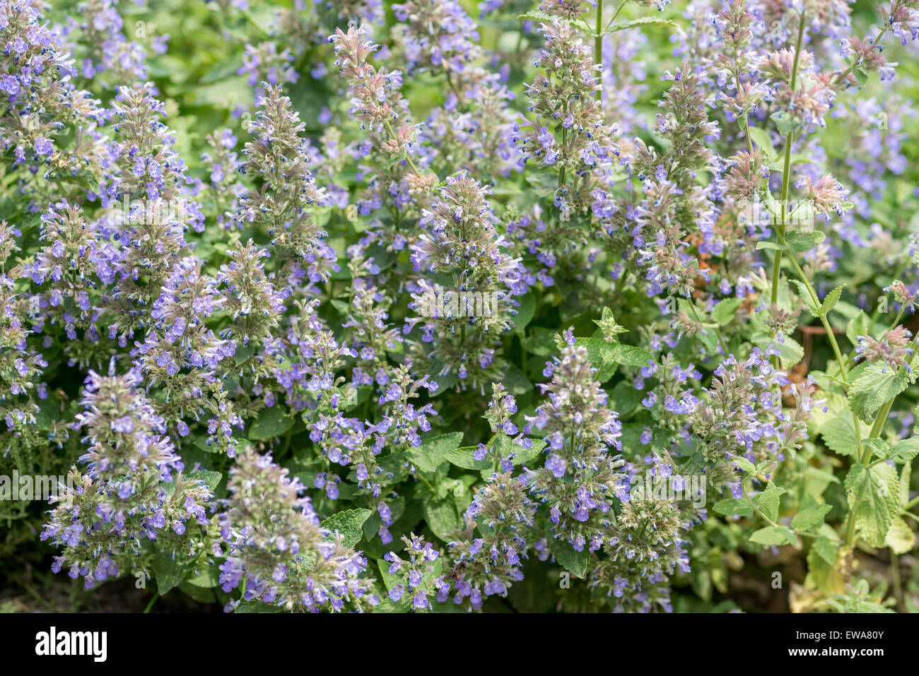 Nepeta catmint Banque de photographies et d’images à haute résolution ...