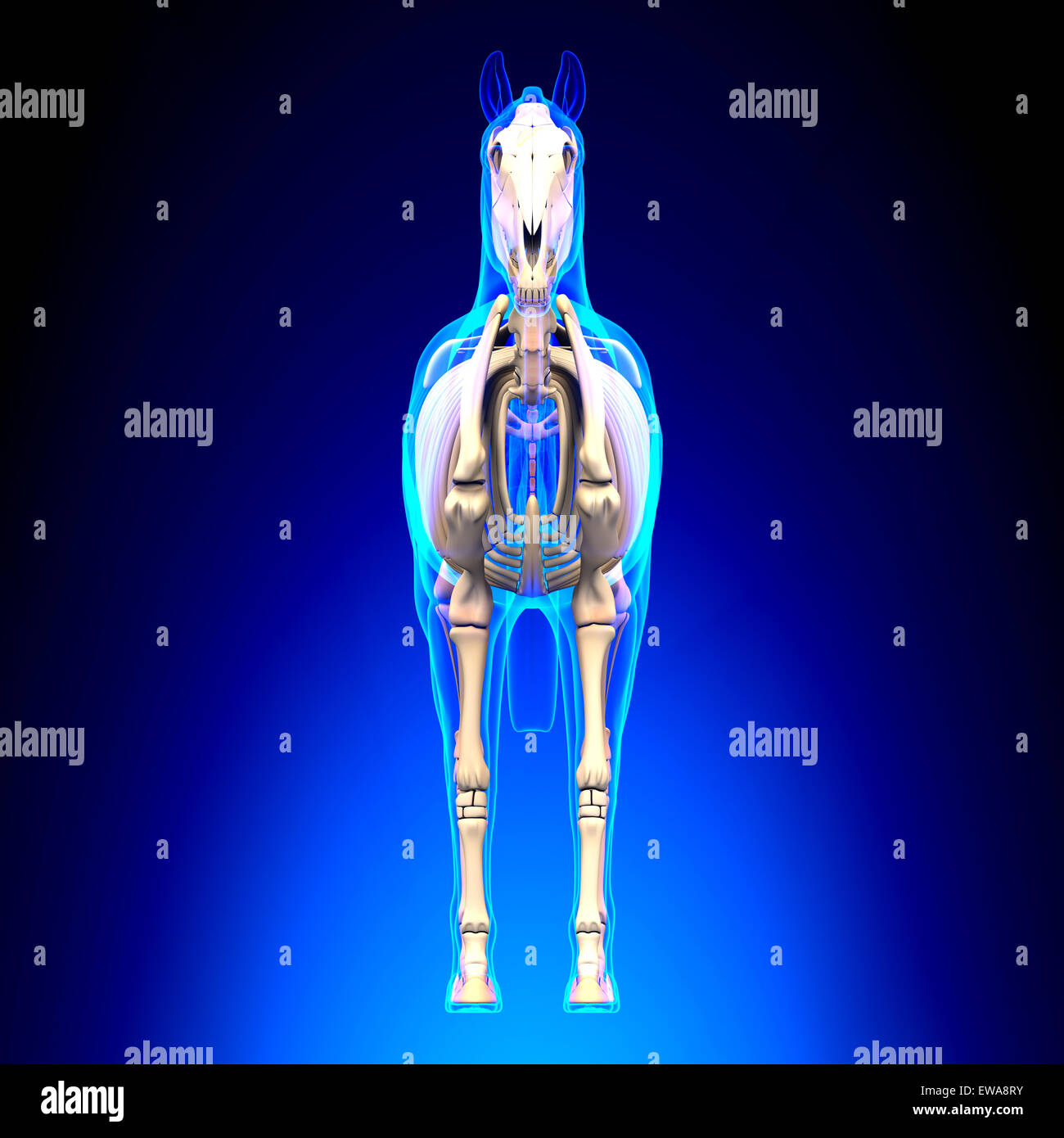 Humérus du cheval Banque de photographies et d’images à haute ...