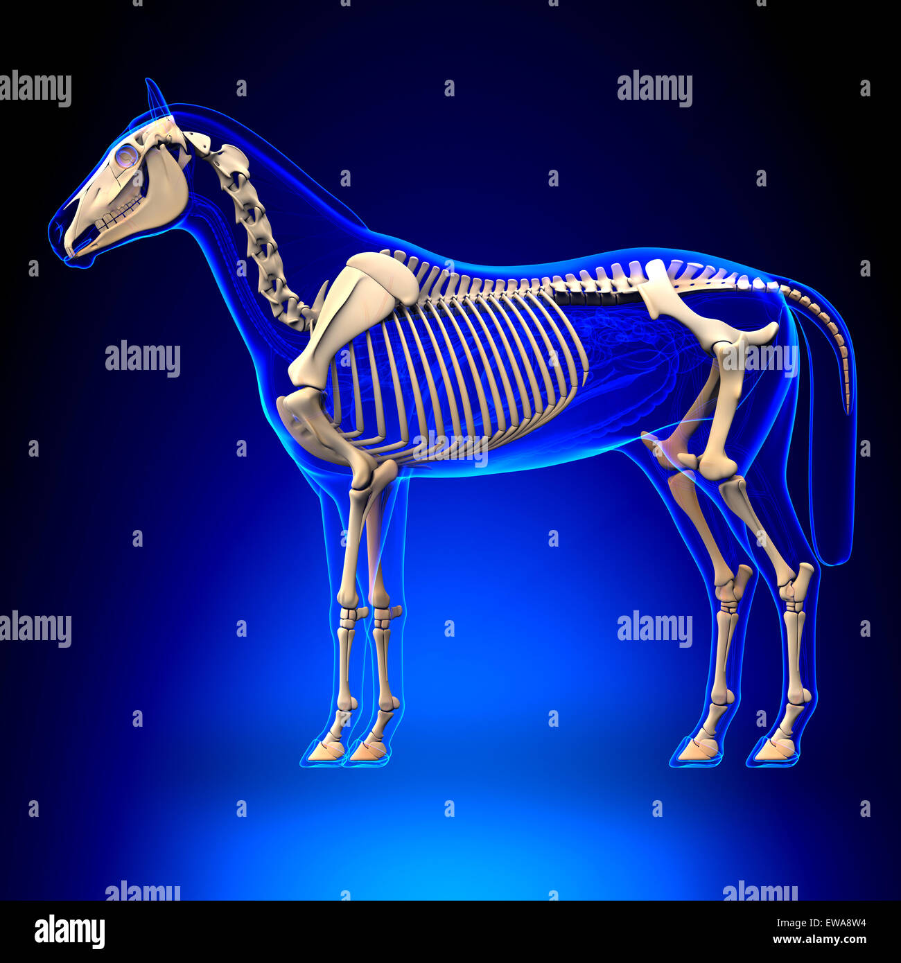 Squelette cheval - Horse Equus Anatomie - sur fond bleu Photo Stock - Alamy