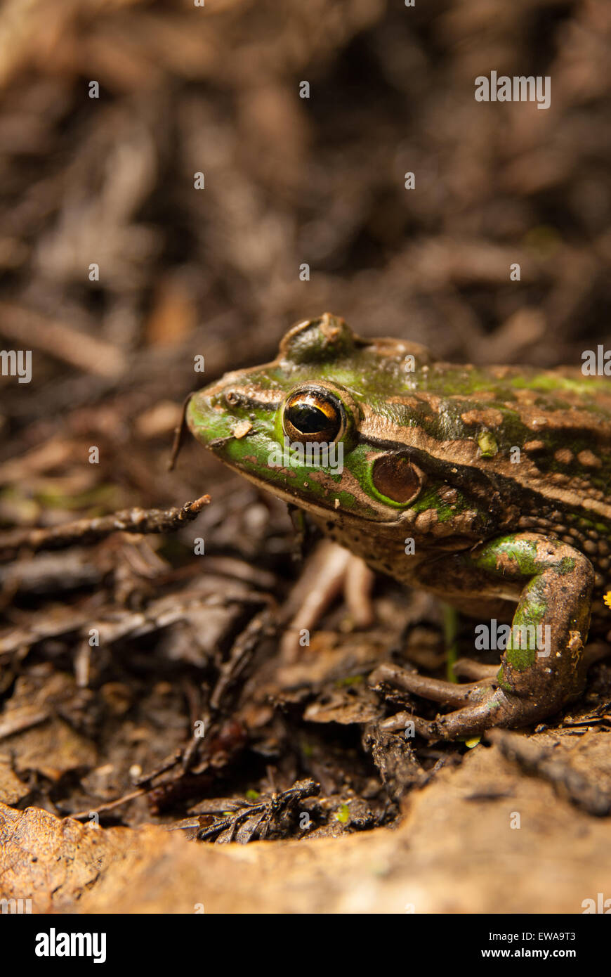 Litoria raniformis Banque de photographies et d’images à haute ...