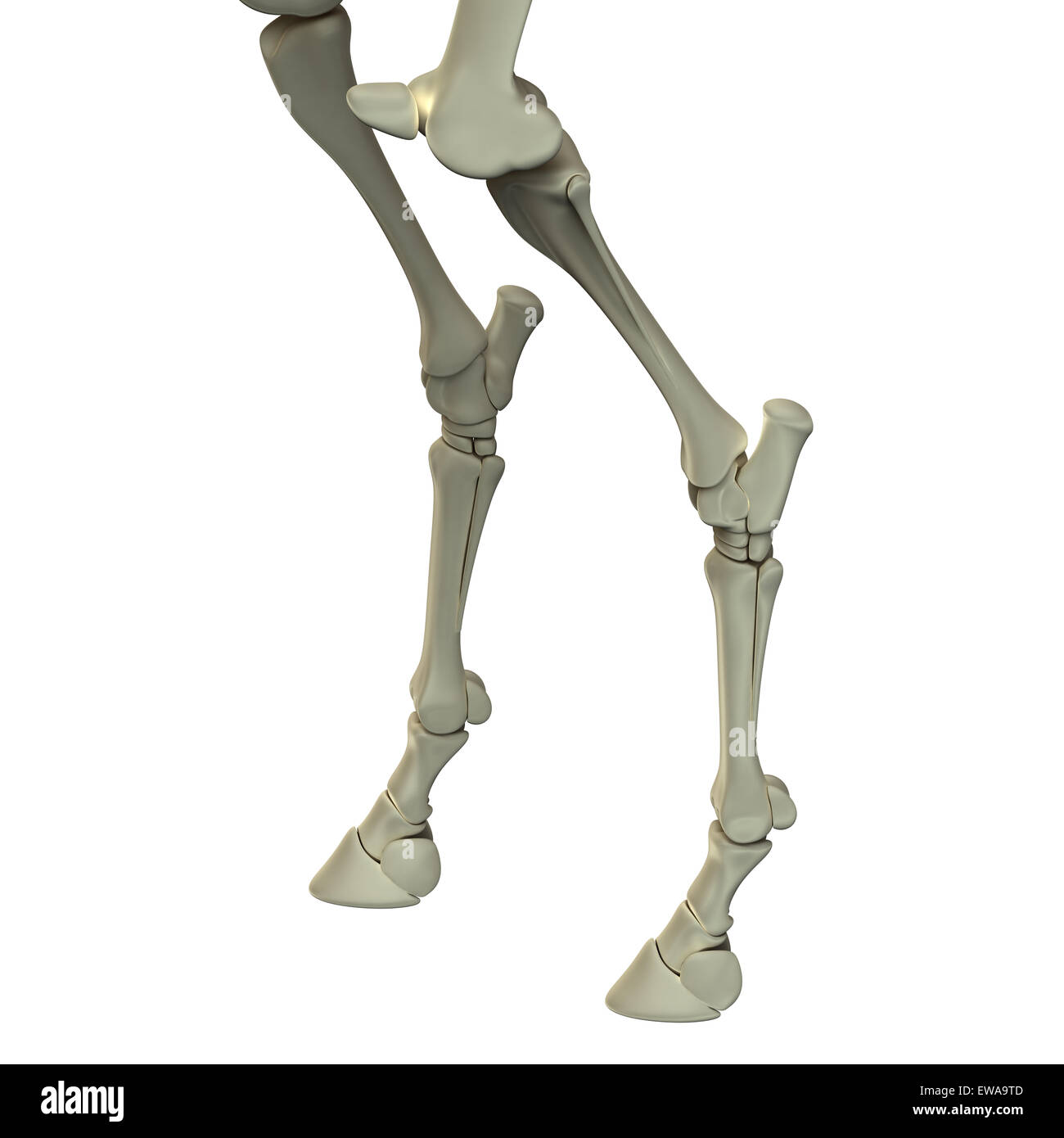 Les os de la patte arrière du cheval - Cheval Equus Anatomy - isolated ...