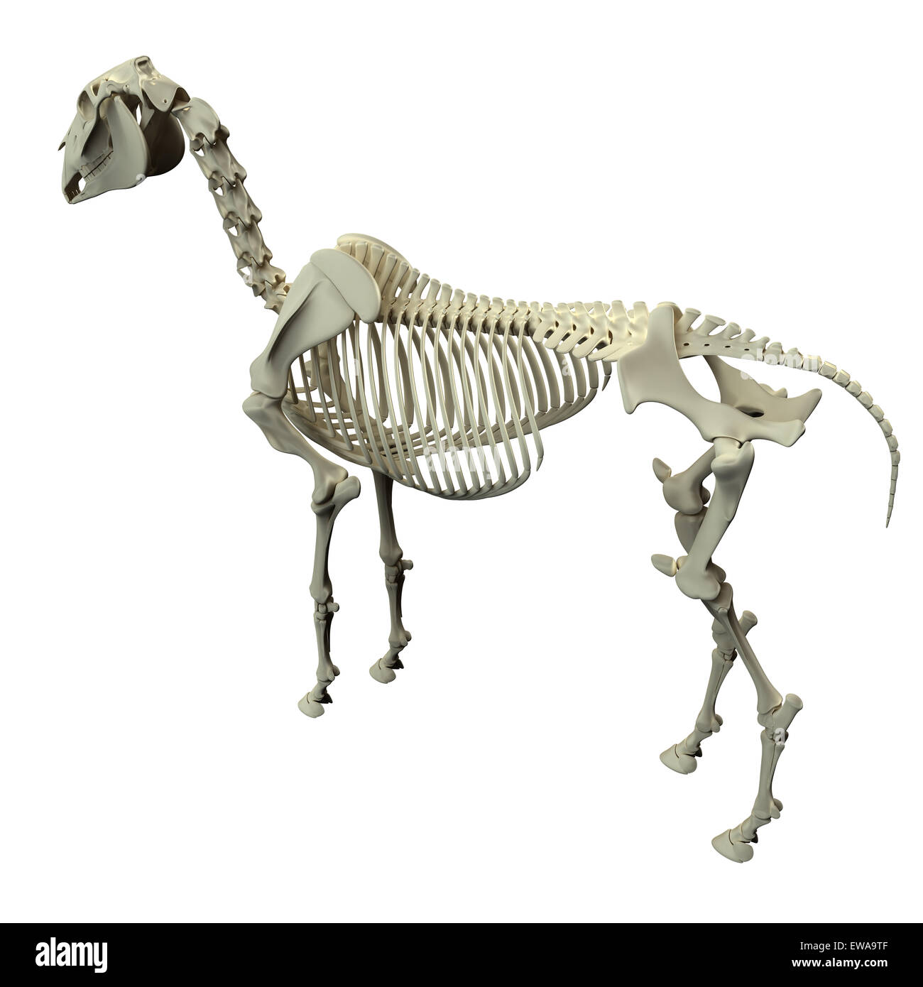 Vue arrière - squelette cheval Horse Equus Anatomy - isolated on white ...