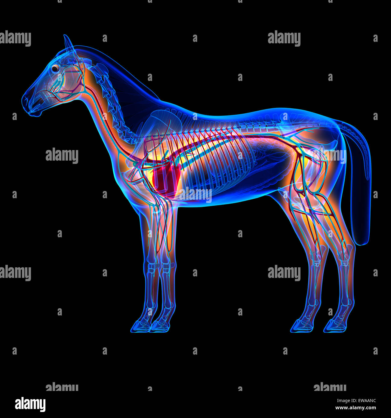 Sistema circulatorio equino Banque de photographies et d’images à haute ...