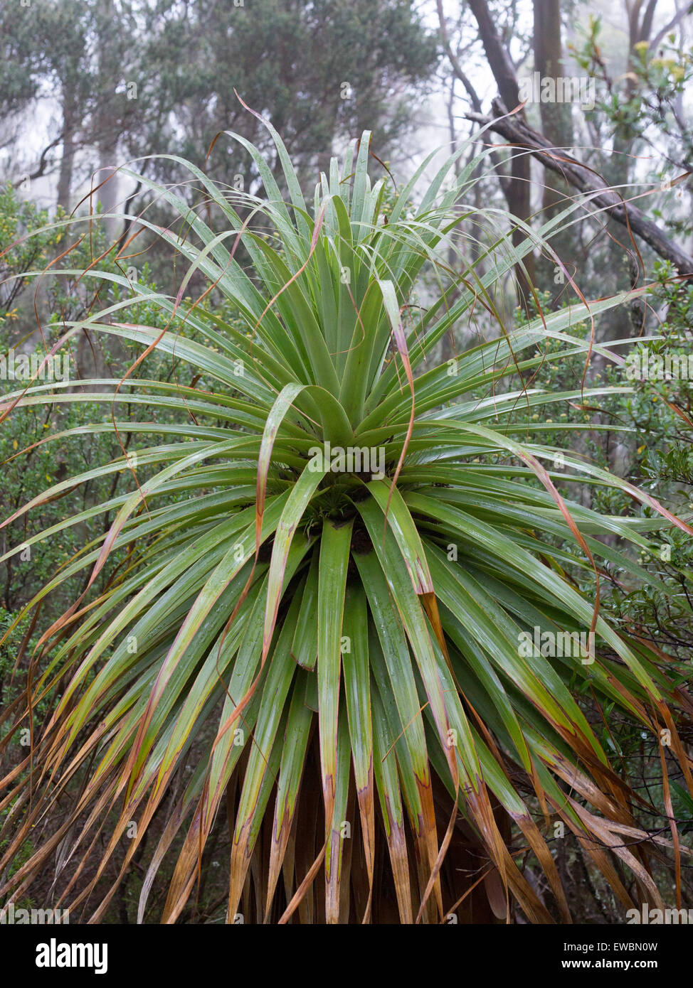 Bois de pandanie tasmanie Banque de photographies et d’images à haute ...