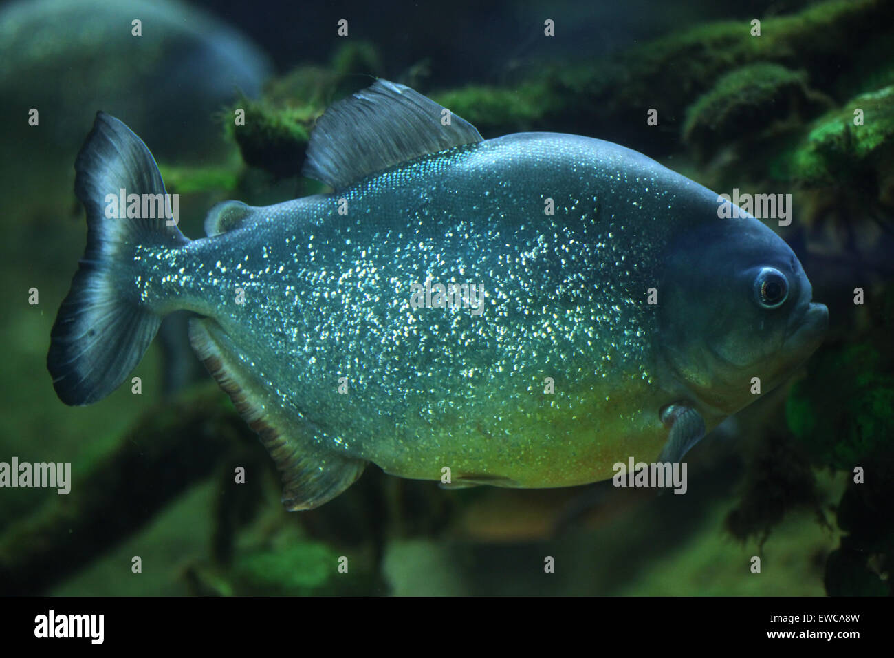 San francisco piranha Banque de photographies et d’images à haute ...