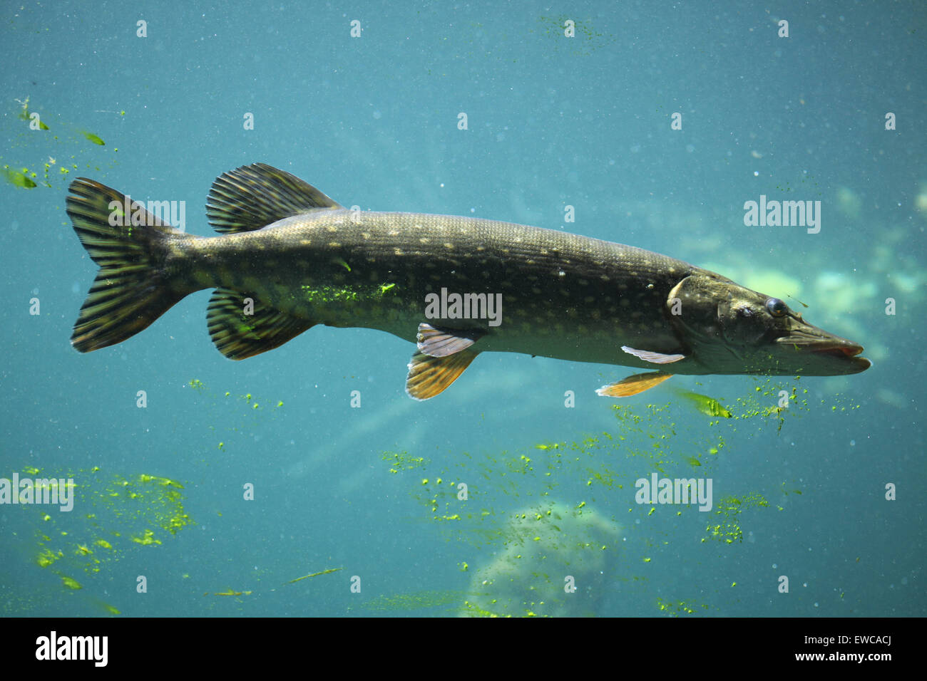 Le grand brochet (Esox lucius) au Zoo de Schönbrunn à Vienne, en ...