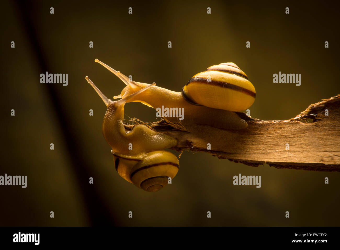 Accouplement de deux escargots Banque de photographies et d’images à ...