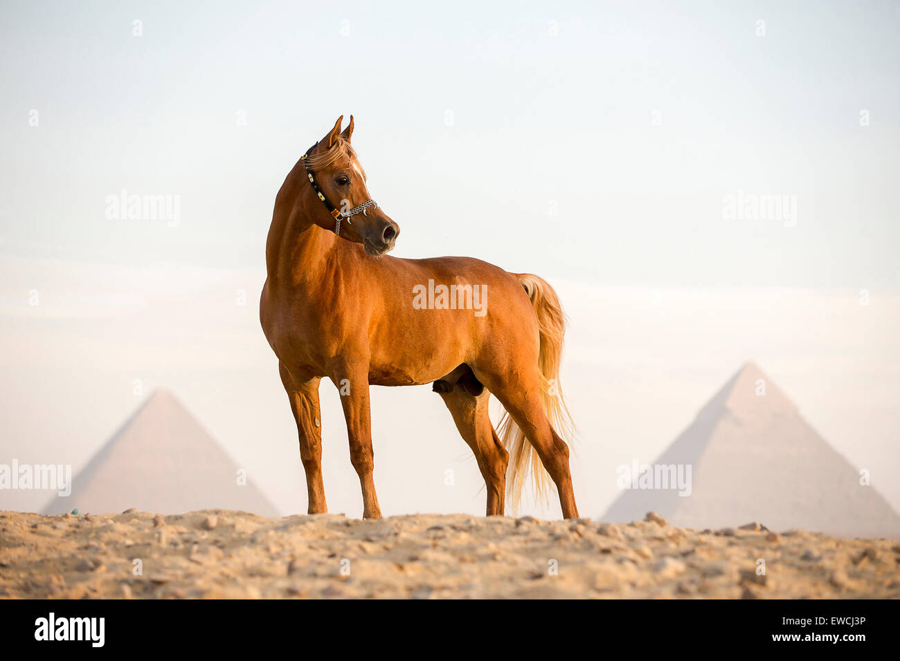 Cheval Arabe. Étalon alezan debout devant les pyramides de Gizeh dans ...