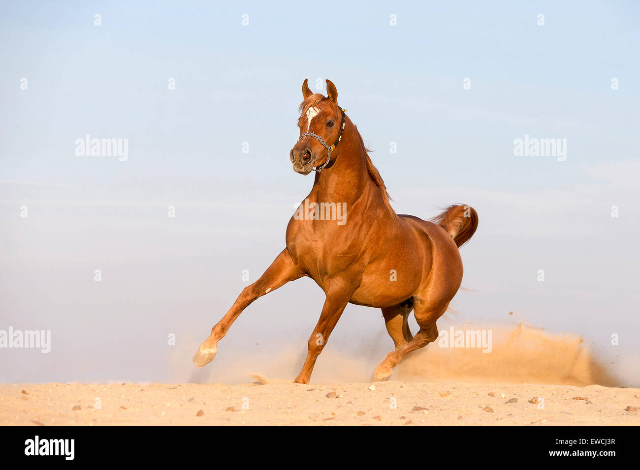 Cheval Arabe. Étalon alezan galoper dans le désert. L'Égypte Photo ...