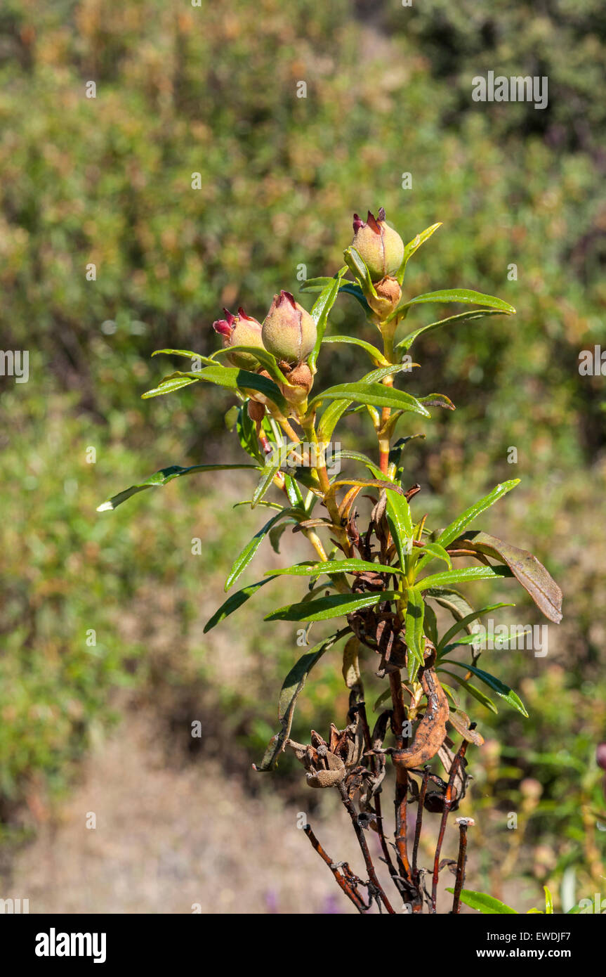 Gomme ladanum Banque de photographies et d’images à haute résolution ...