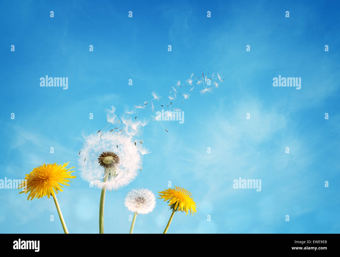 Sitemapcdatahttpsmodeinf Inetcomdessin Pissenlit Qui S Envole