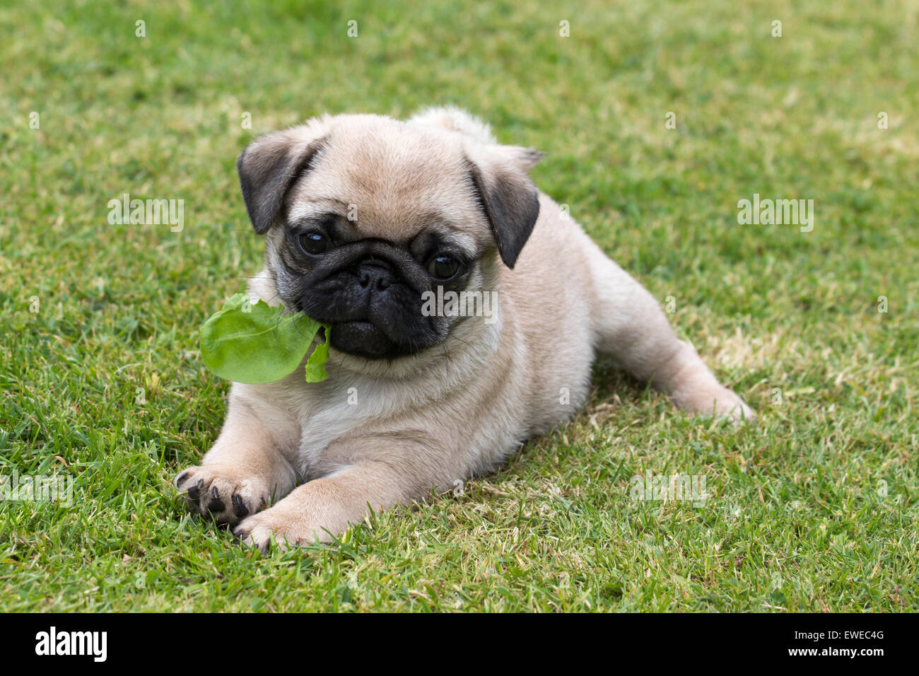 Carlins De Compagnie Banque d'image et photos - Alamy