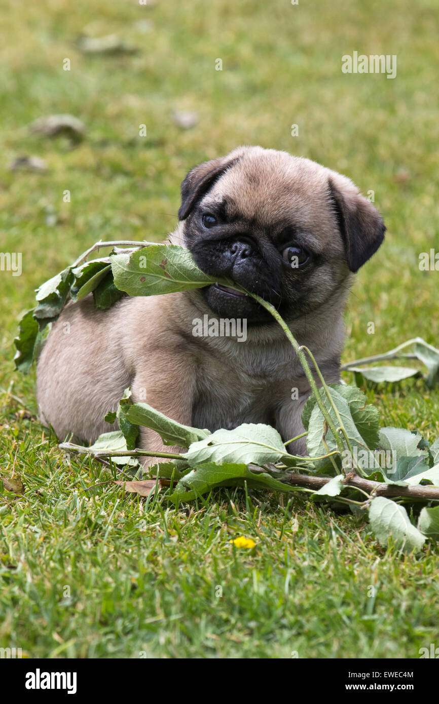 Carlin beige Banque de photographies et d’images à haute résolution - Alamy