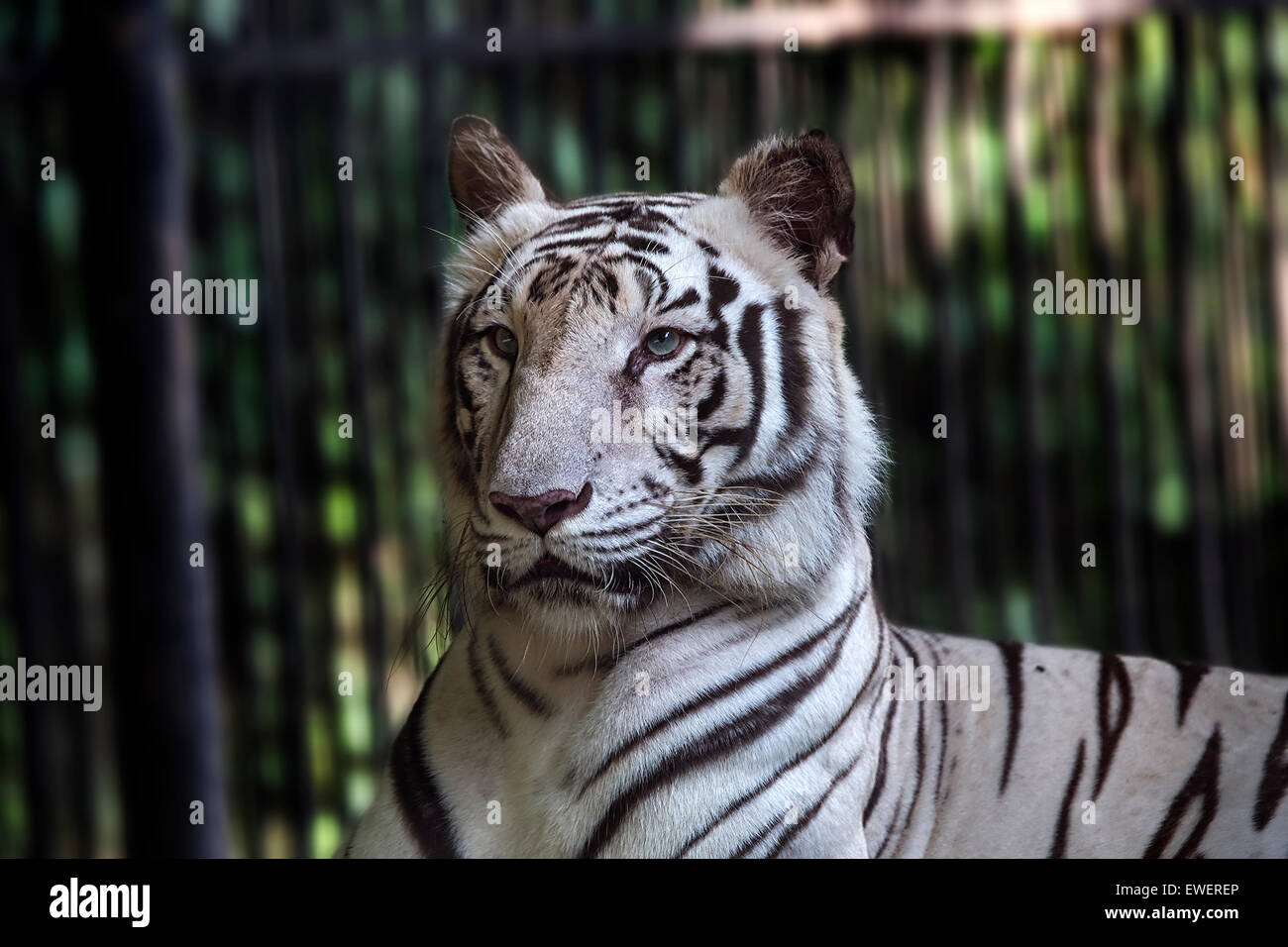 Zebre albinos Banque de photographies et d’images à haute résolution ...