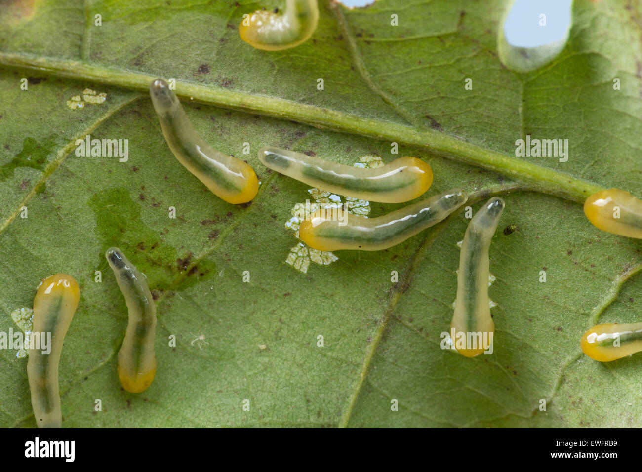 La tenthrède limace chêne, slugworm Lindenblattwespe, larve, kleine ...
