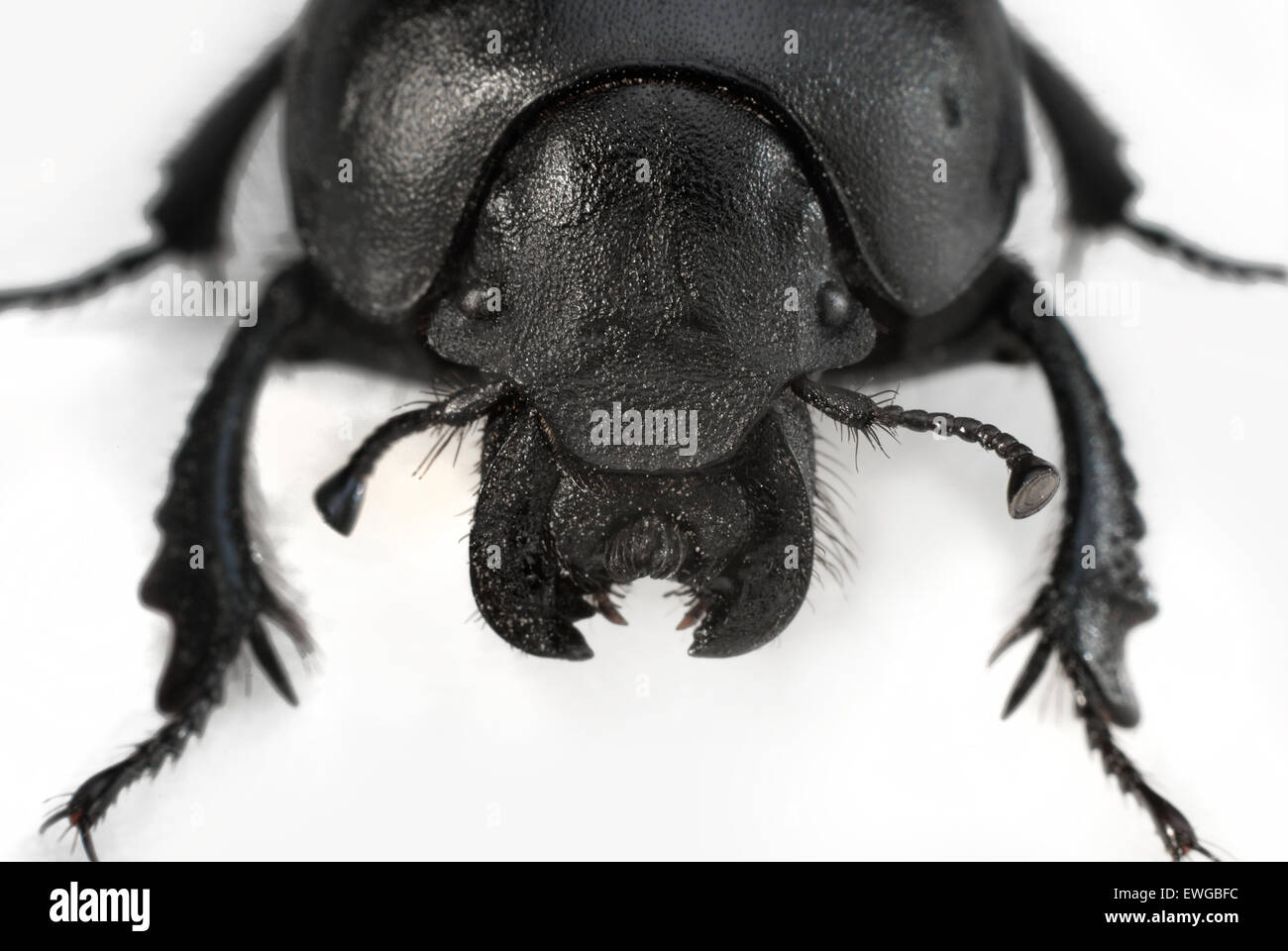 Insectes fouisseurs Banque de photographies et d’images à haute ...