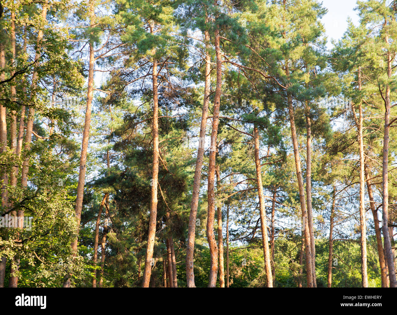 Paisajes bosques forestales Banque de photographies et d’images à haute ...