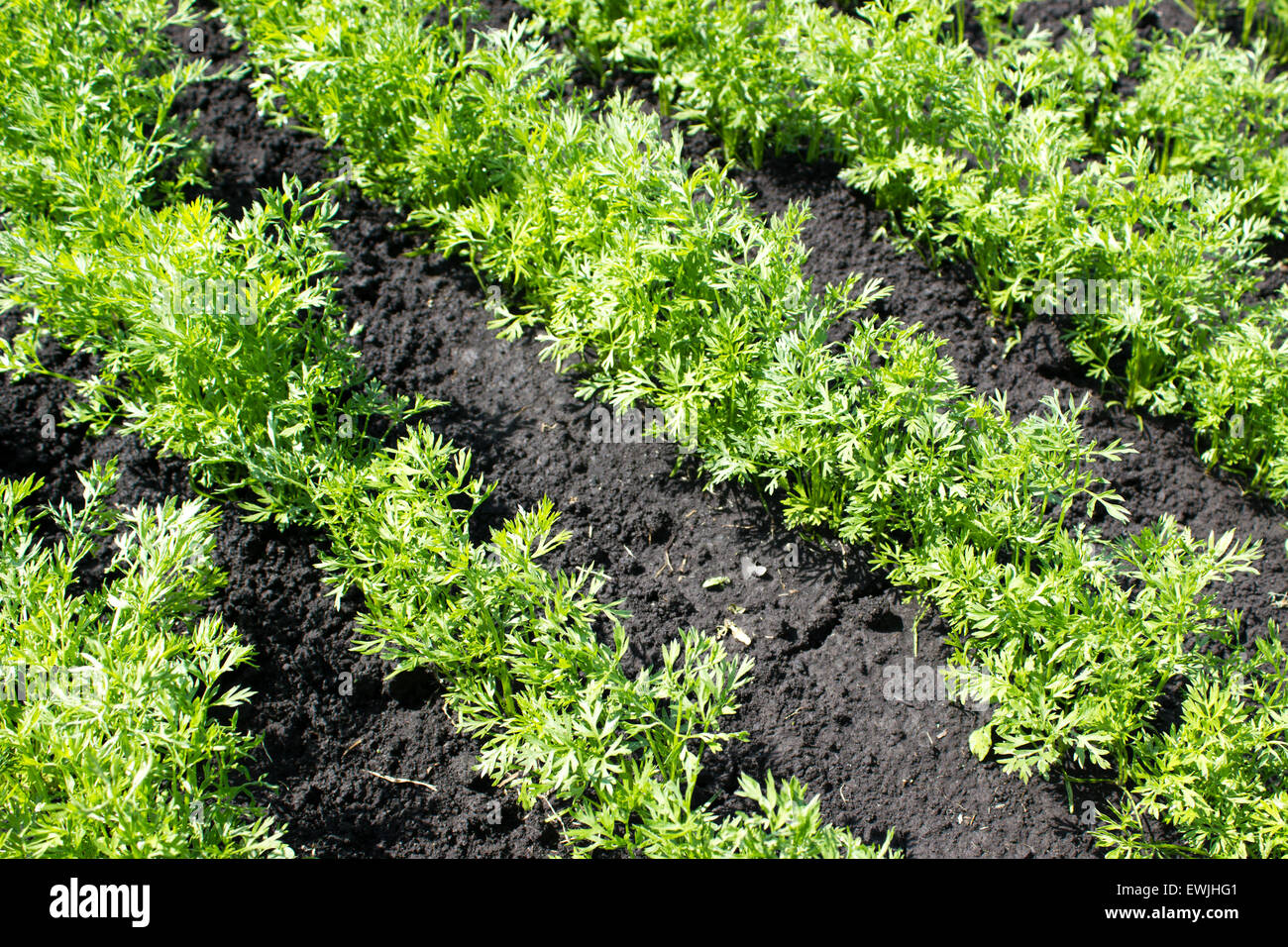 Semis de carotte Banque de photographies et d’images à haute résolution ...