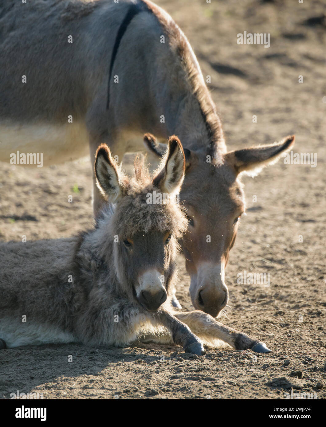 Donkey lying Banque de photographies et d’images à haute résolution - Alamy