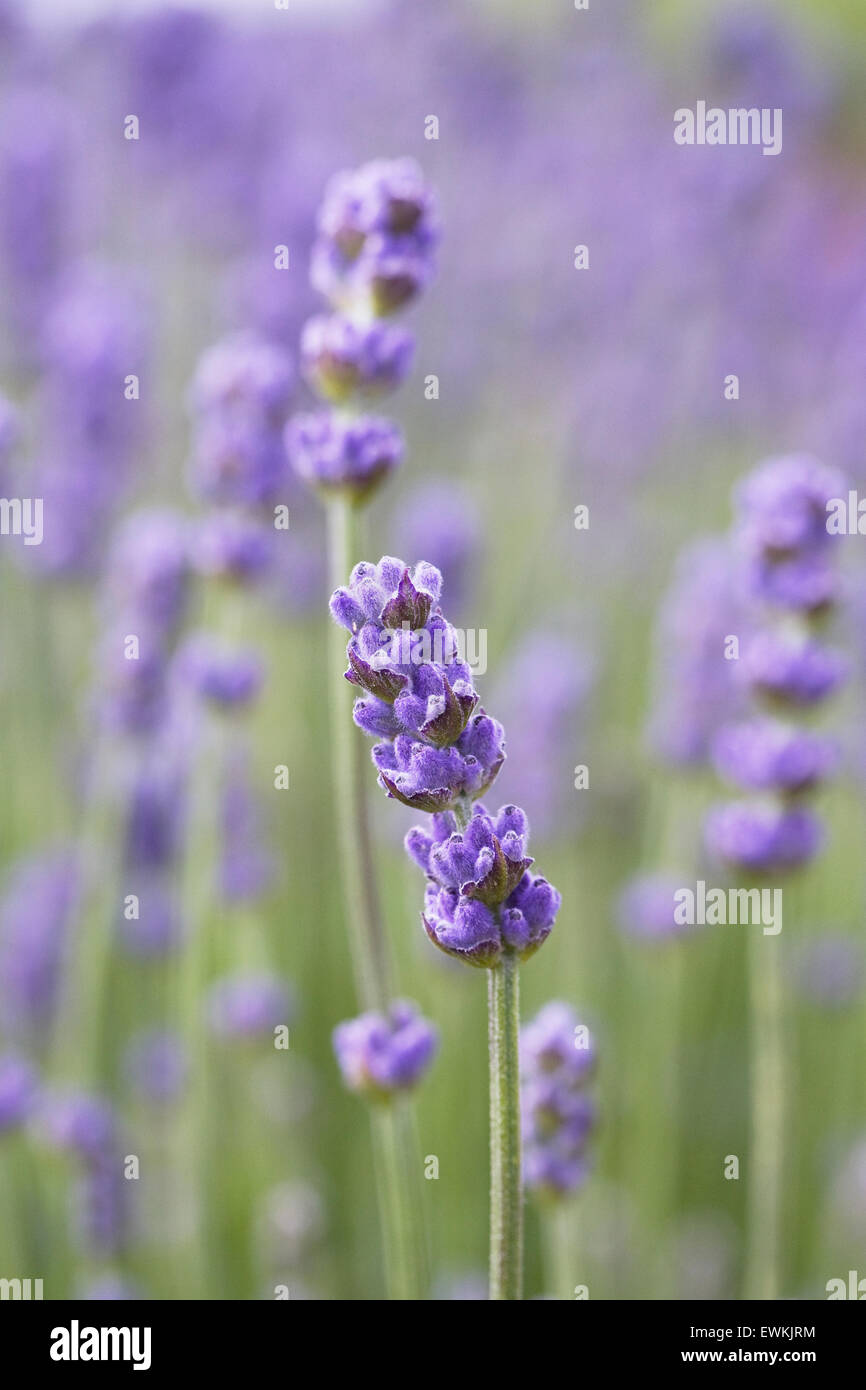 Fleurs de lavande dans le jardin Banque de photographies et d’images à ...