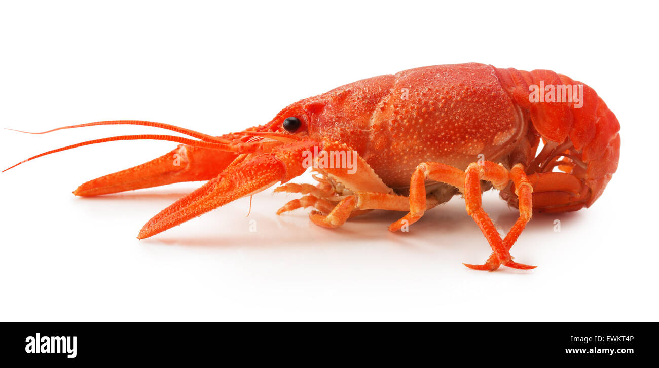 Homard rouge cuit Banque de photographies et d’images à haute ...