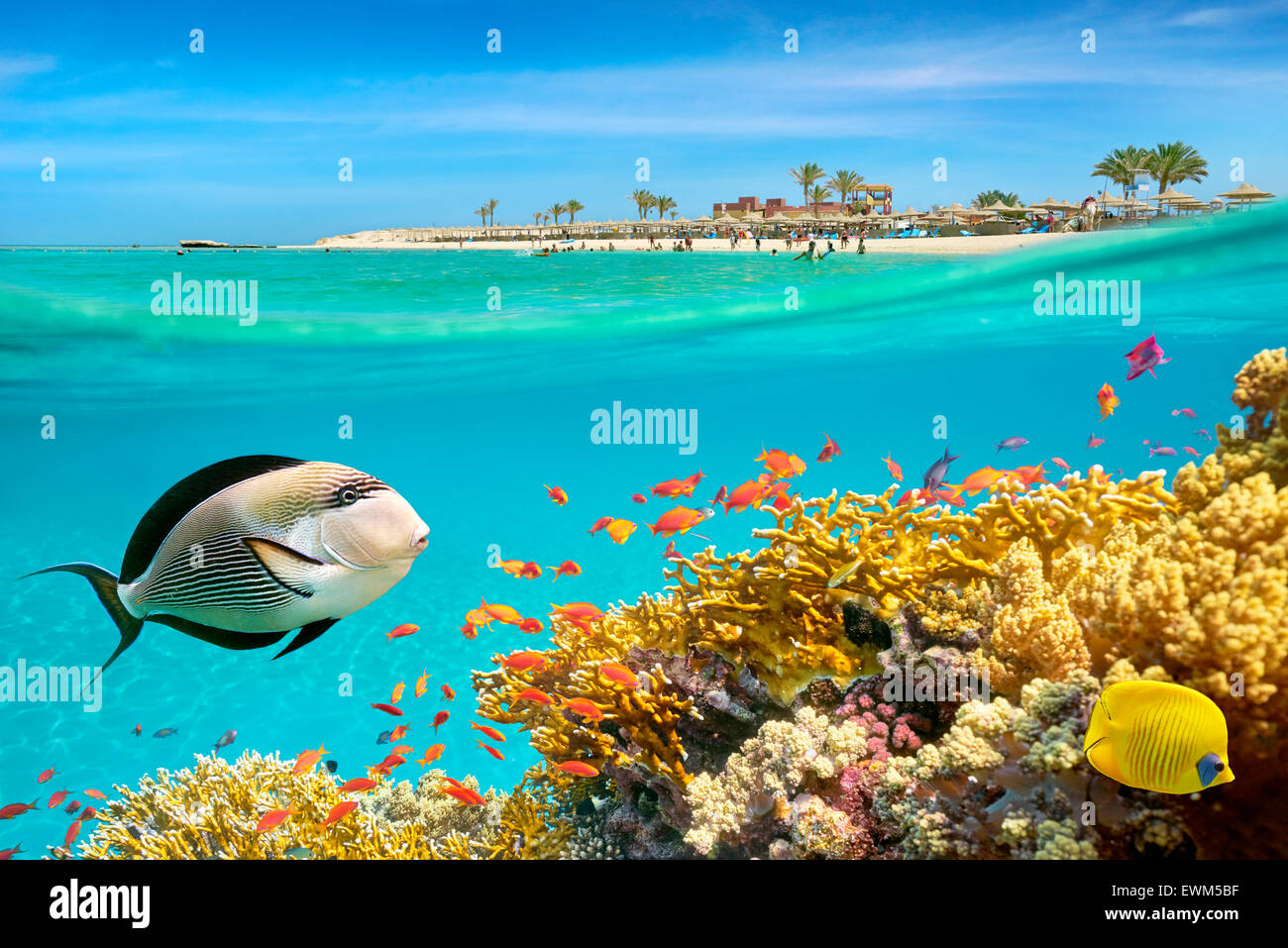 Mer Rouge, Egypte - vue sous-marine de poissons et de coraux, Marsa ...