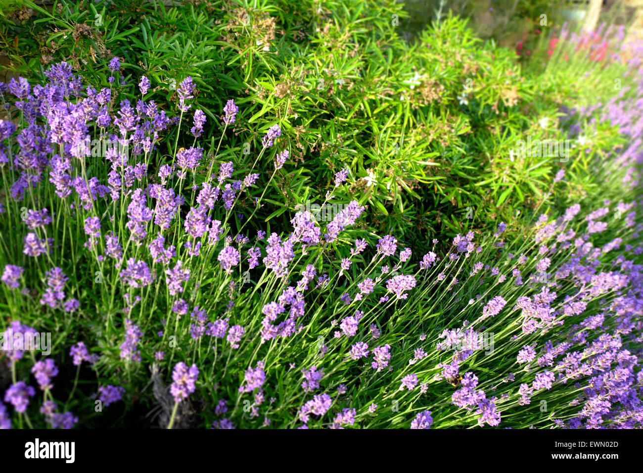 Plante qui pousse dans le mur Banque de photographies et d’images à ...