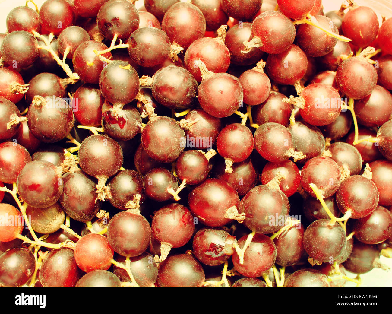 Groseille de pays Banque de photographies et d’images à haute ...
