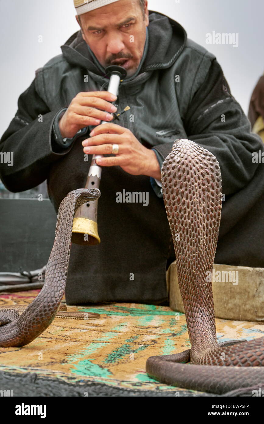 Moroccan cobra Banque de photographies et d’images à haute résolution ...