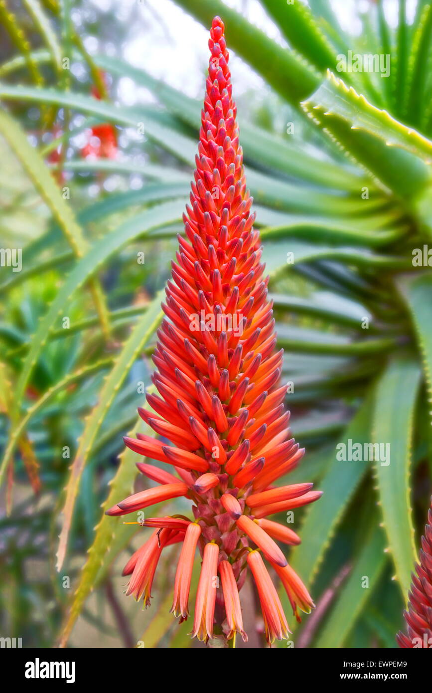 Fleur tropicale dans la Médina de Marrakech. Maroc Photo Stock - Alamy