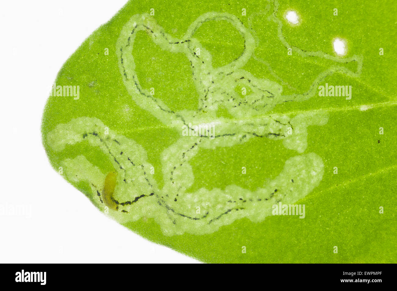 Larve mineuse Banque de photographies et d’images à haute résolution - Alamy