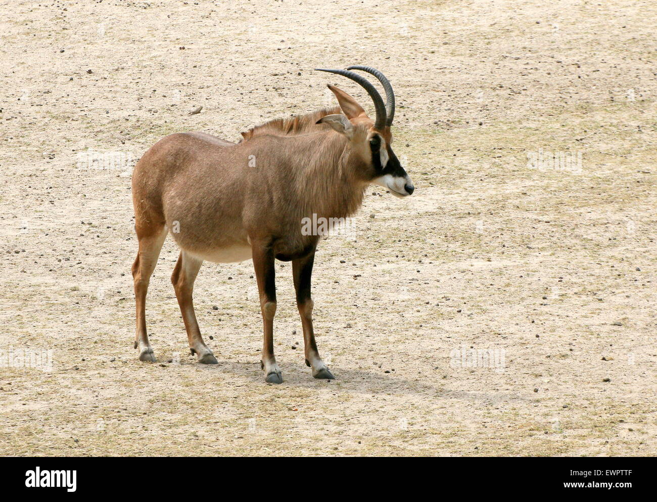 Antilope chevaline Banque de photographies et d’images à haute ...
