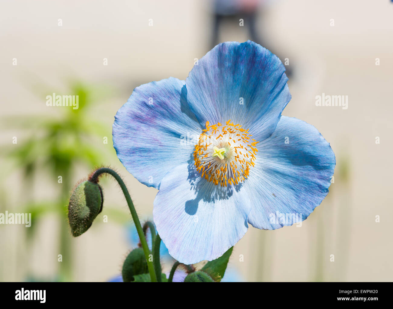Himalayan poppies Banque de photographies et d’images à haute ...