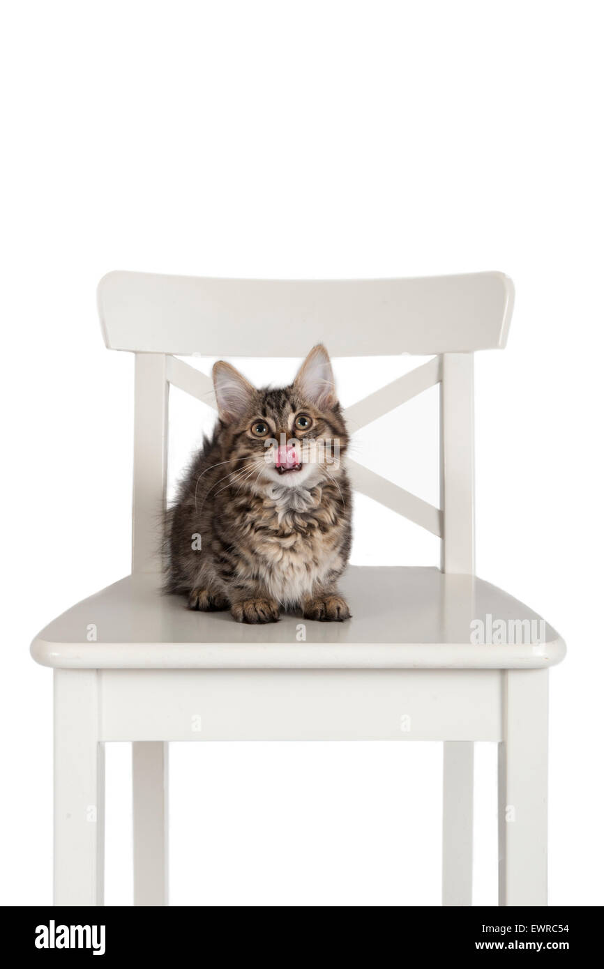 Race de chat rare Banque de photographies et d’images à haute ...