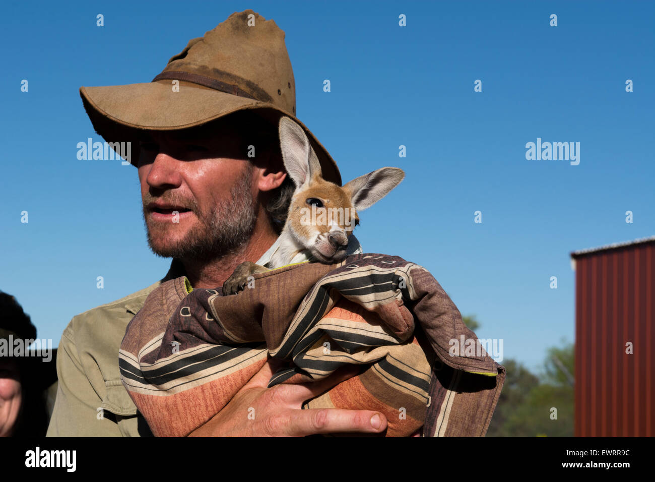 Alice springs the kangaroo sanctuary Banque de photographies et d ...