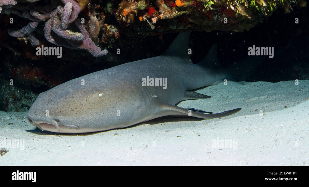 Requin nourrice qui dort Banque de photographies et d’images à haute ...