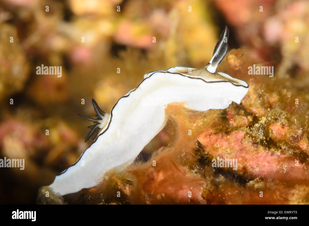 Limace de mer ou Dorisprismatica atromarginata nudibranche, Anilao ...