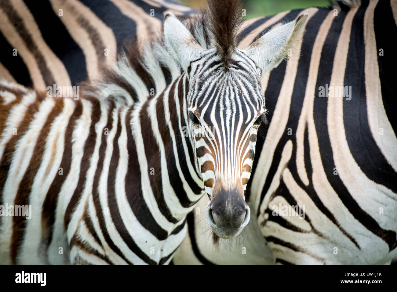 Ligne de rayure Banque de photographies et d’images à haute résolution ...