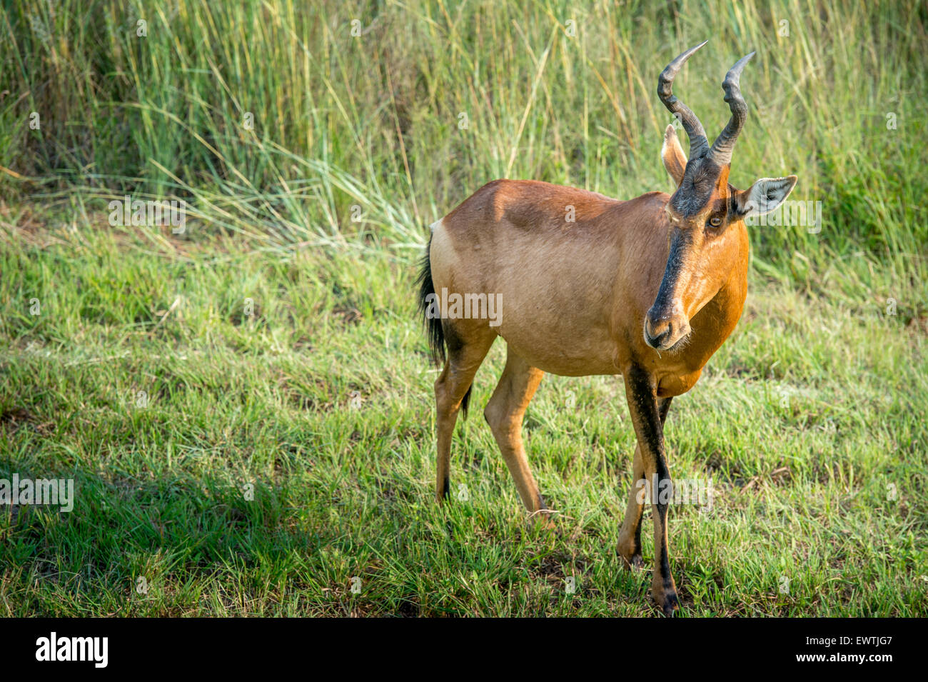 Dinokeng Banque de photographies et d’images à haute résolution - Alamy
