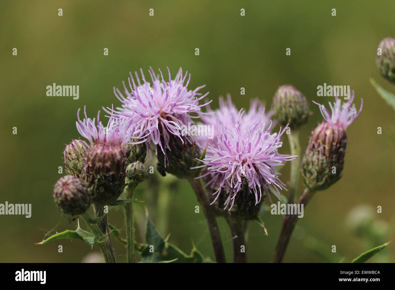 Chardon rose Banque d'image et photos - Alamy