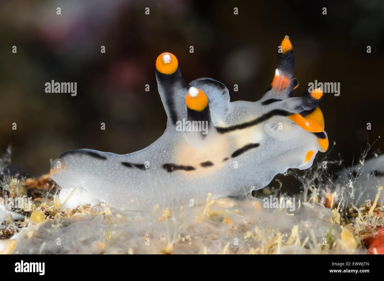 Limace de mer ou Thecacera picta, nudibranches, Anilao, Batangas ...