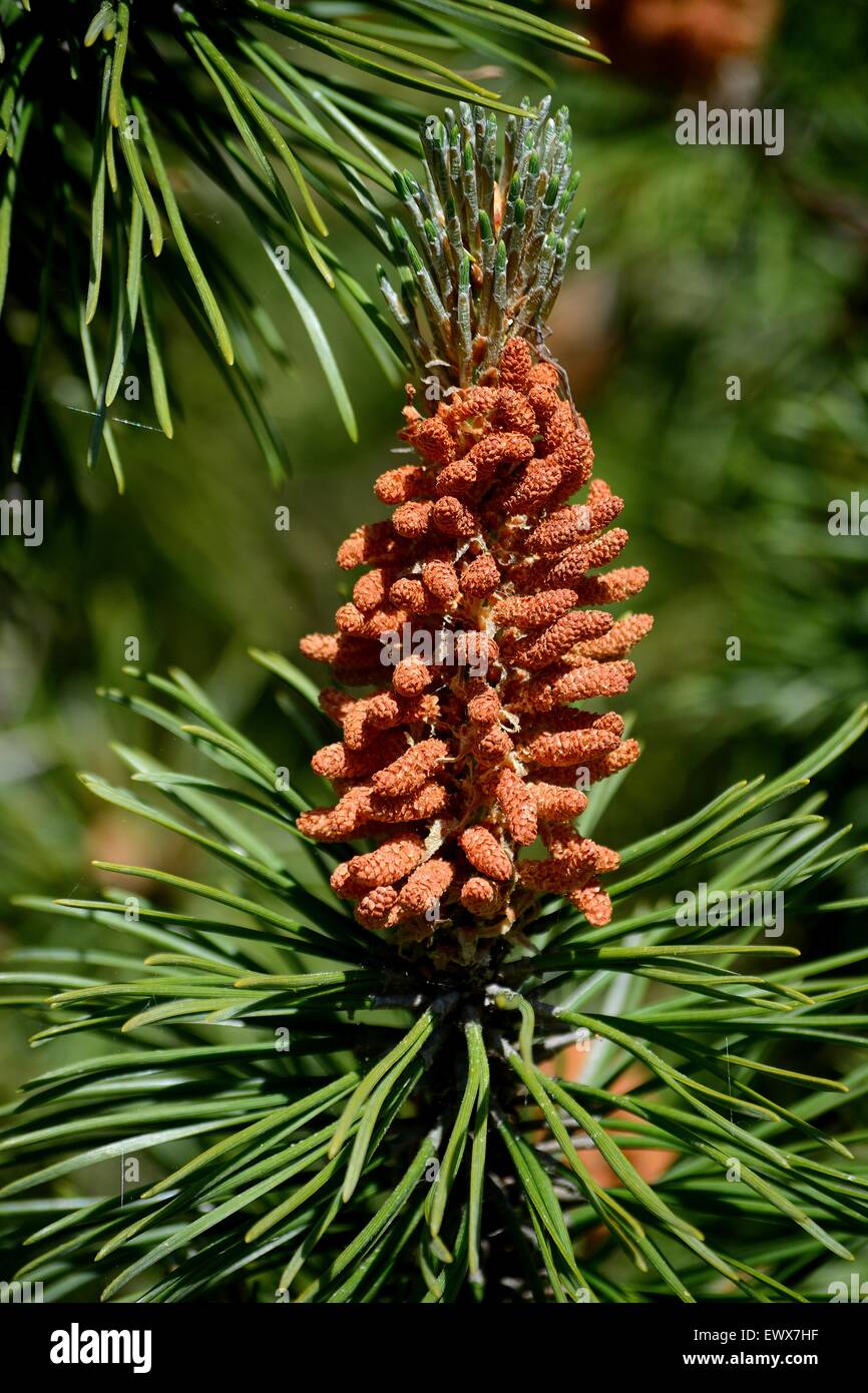 Fleur de pin Banque de photographies et d’images à haute résolution - Alamy
